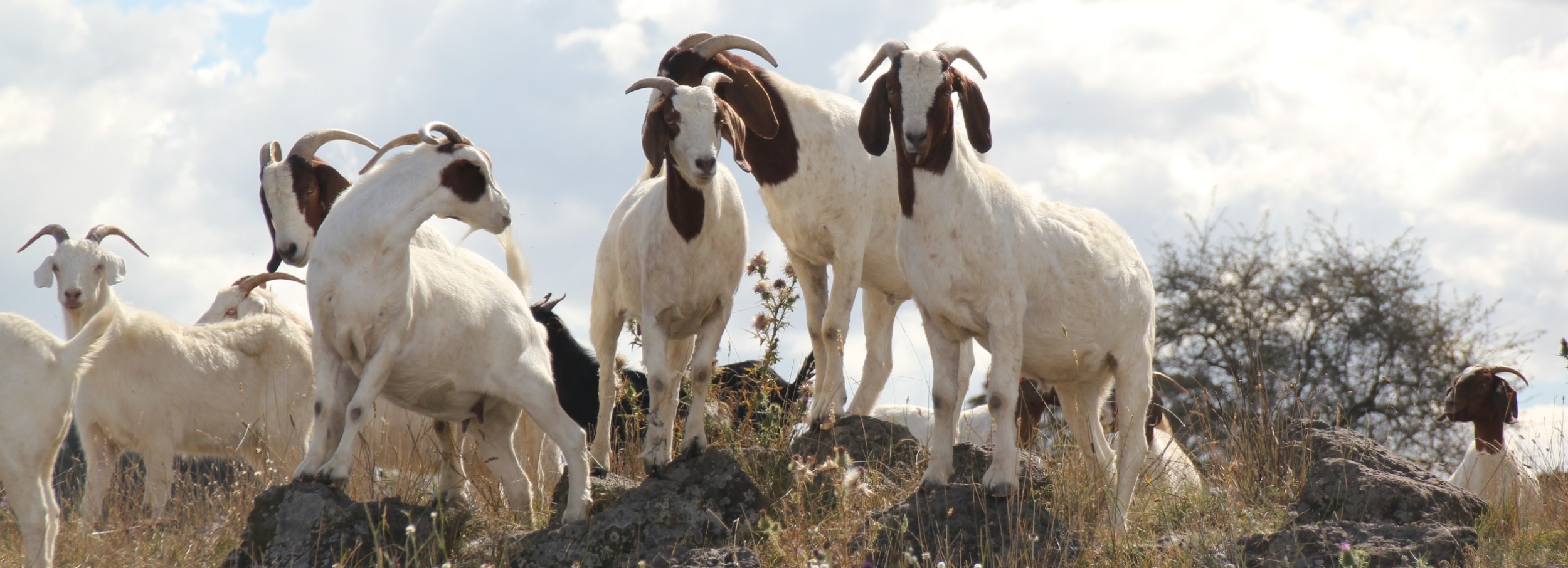 Ausgoat - Gallery - Goat Buyer, Goats Wanted, Goats For Sale, Live ...